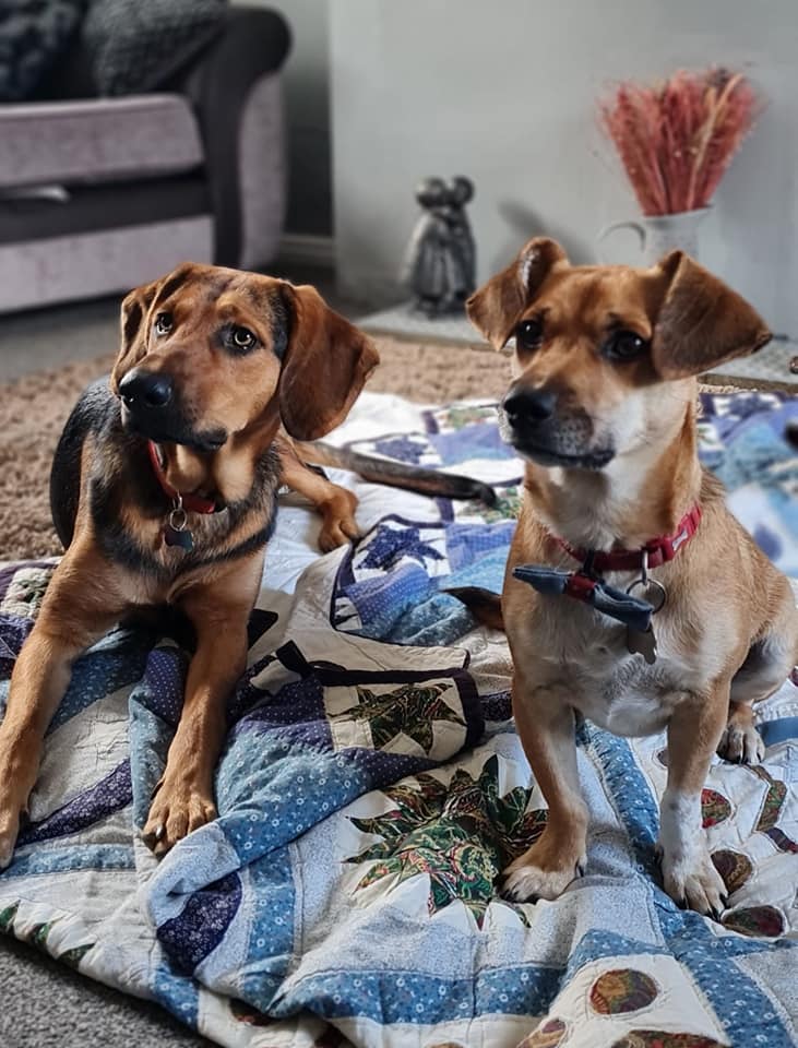 Academy – The Dogs Academy