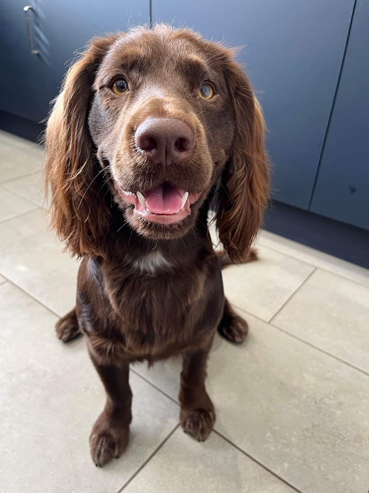 Academy – The Dogs Academy