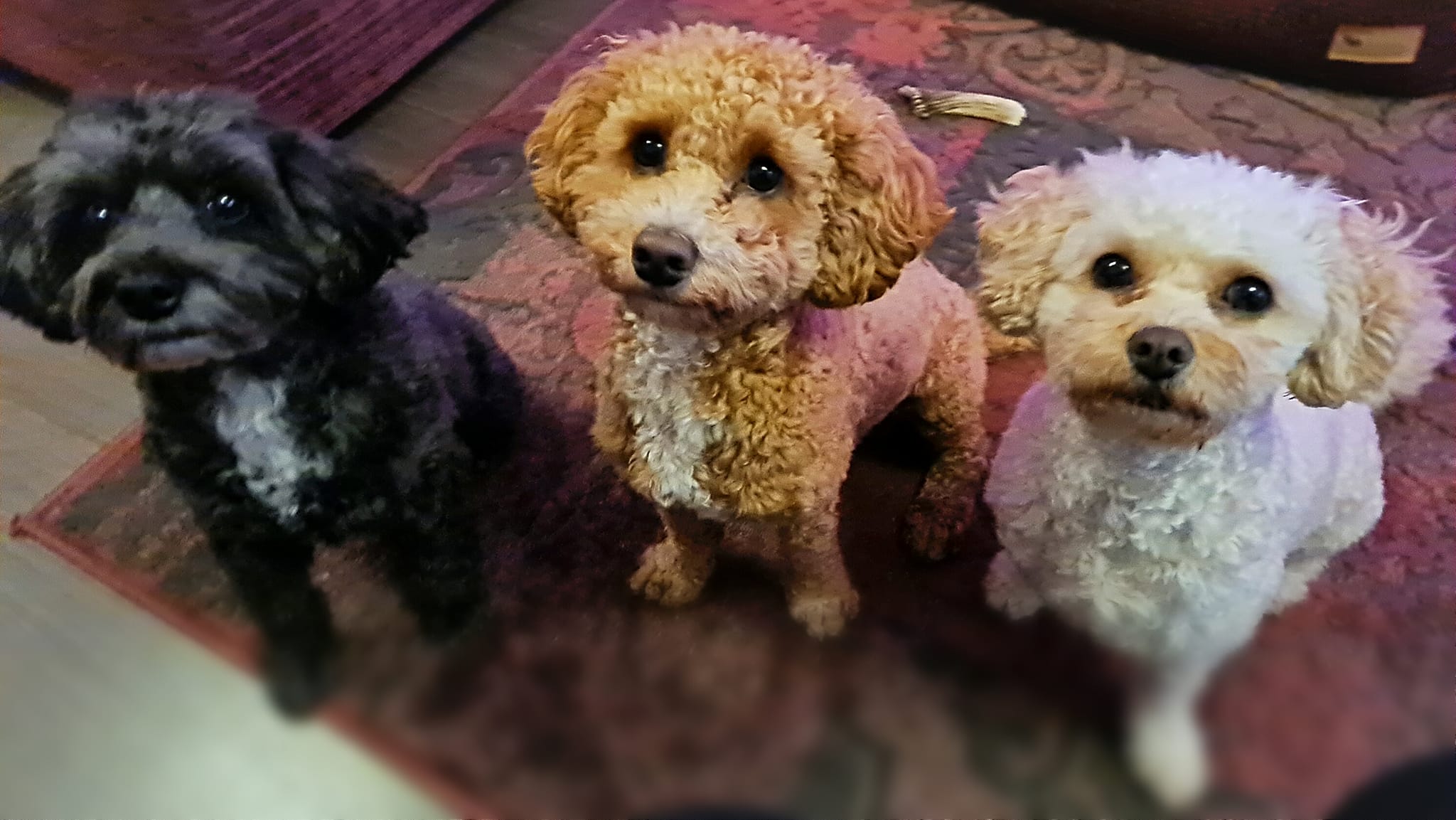 Academy – The Dogs Academy